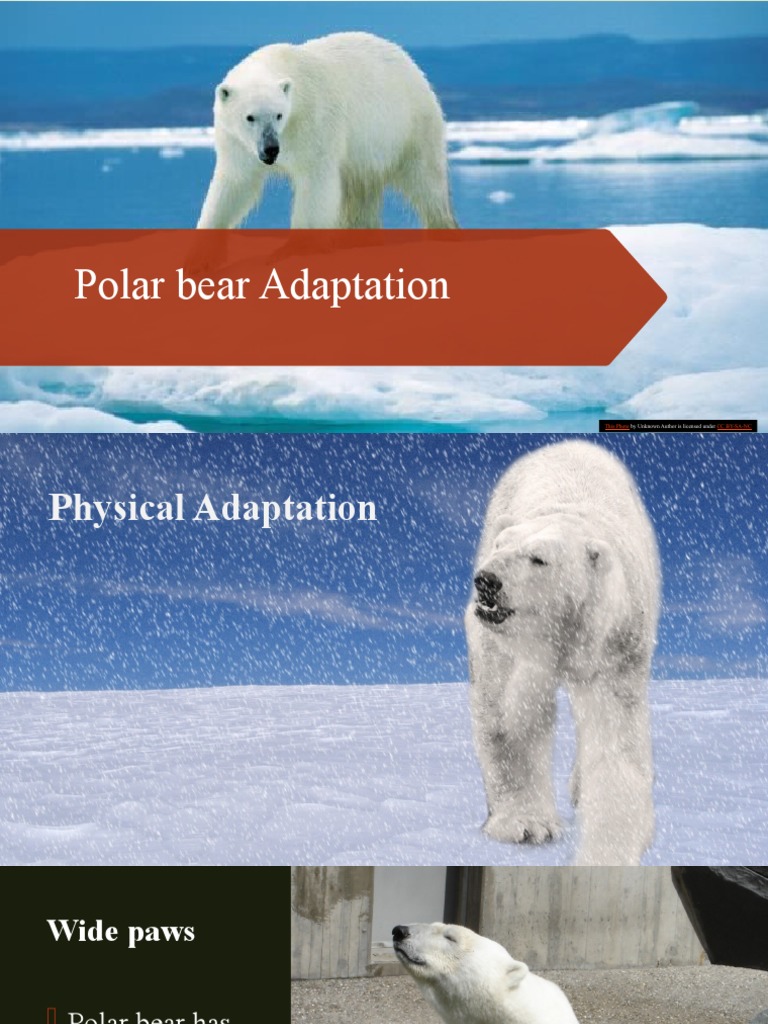 Polar Bear Adaptation: This Photo CC By-Sa-Nc | PDF