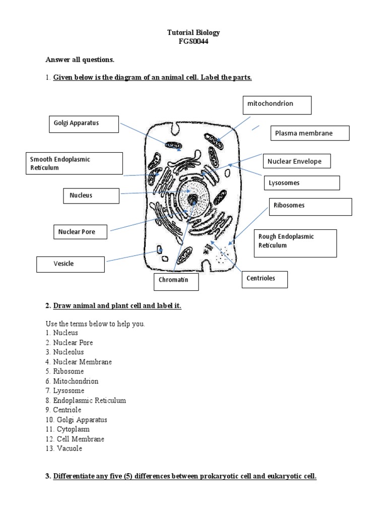 Animal Cell Labeling