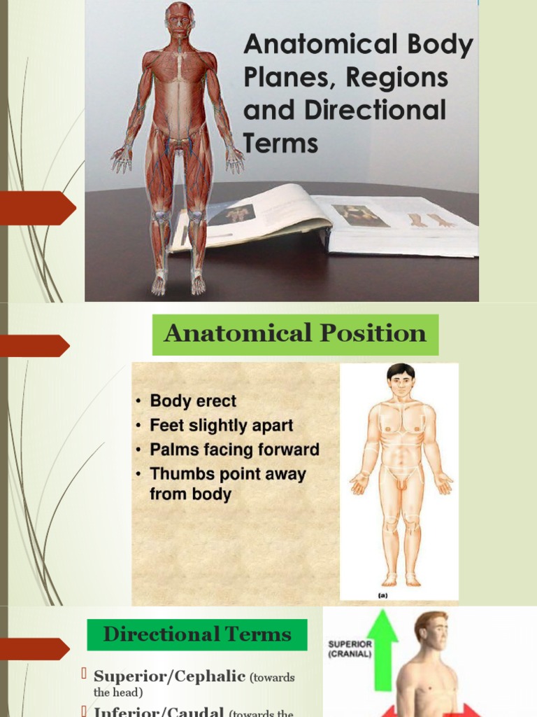 AnaPhyLc - 1.2 Body Planes, Regions and Directional Terms | PDF ...