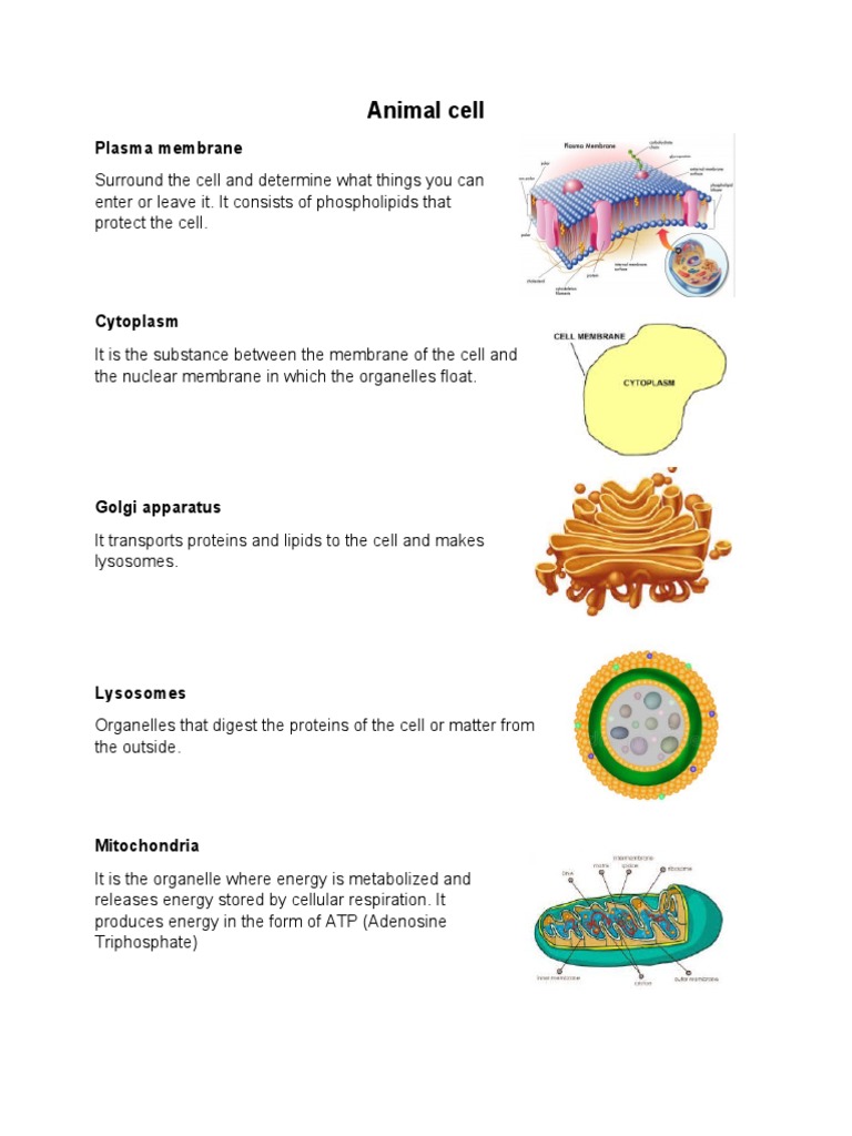 Overview of Animal Cell Organelles | PDF