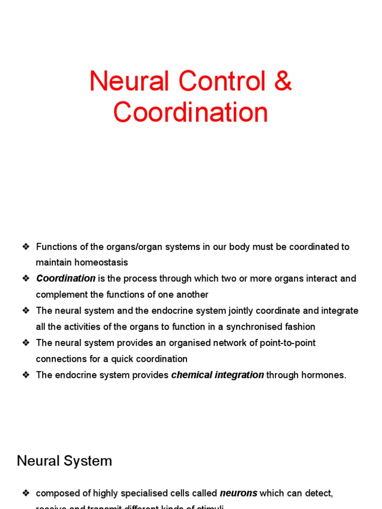 Neural Control & Coordination | PDF | Chemical Synapse | Nervous System