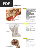 Triangulo de Farabeuf | PDF | Anatomía humana | Cabeza y cuello humanos