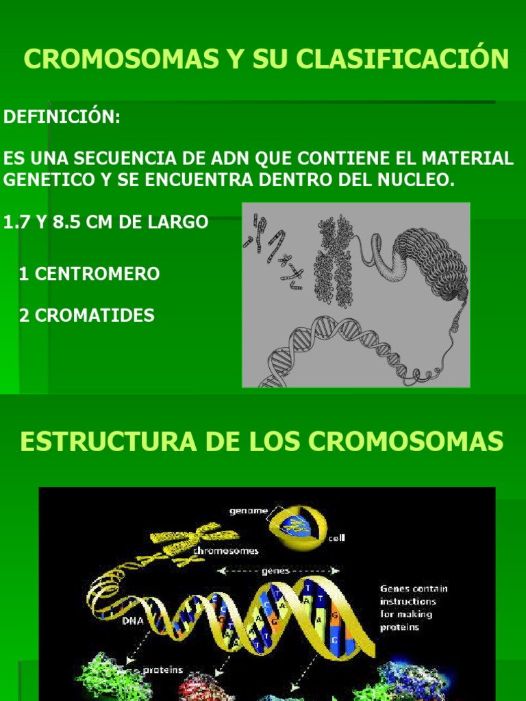 Cromosomas y Su Clasificacion | PDF | Cromosoma | Genética