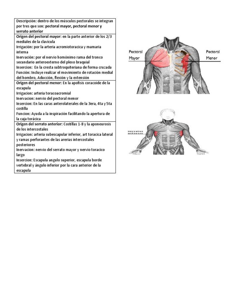 Músculos Pectorales: Anatomía e Inervación | PDF