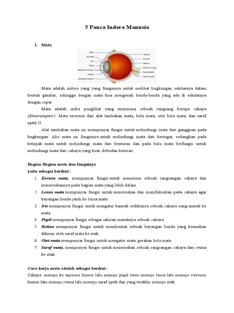 5 Panca Indera Manusia | PDF