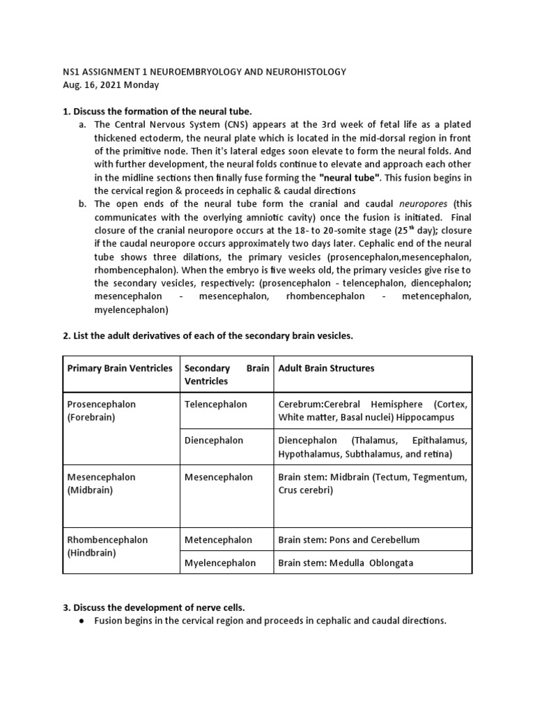Ns1 Assignment 1 Neuroembryology and Neurohistology | PDF | Neuron | Central Nervous System