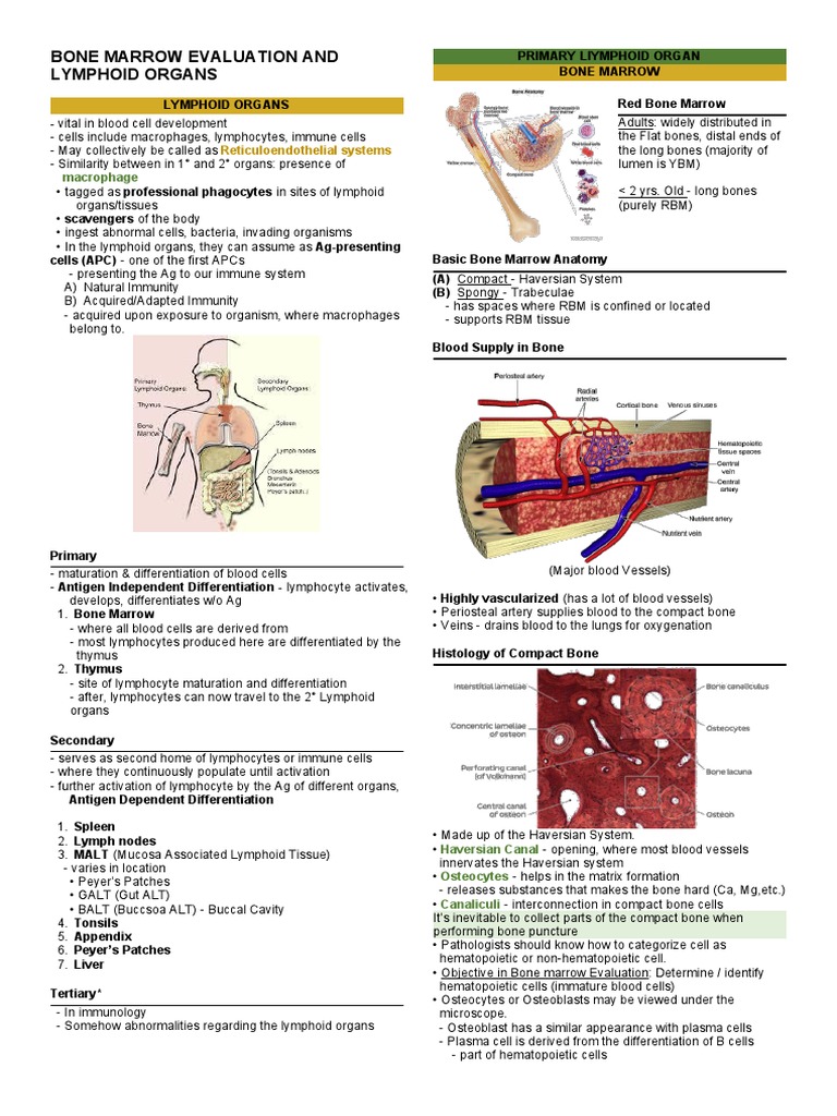 HEMA Lec 03 Bone Marrow Collection Lymphoid Organs 1 | PDF | Lymphatic ...