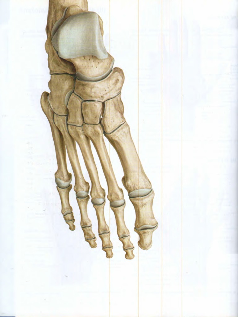 Prometheus Atlas Anatomia13 | PDF