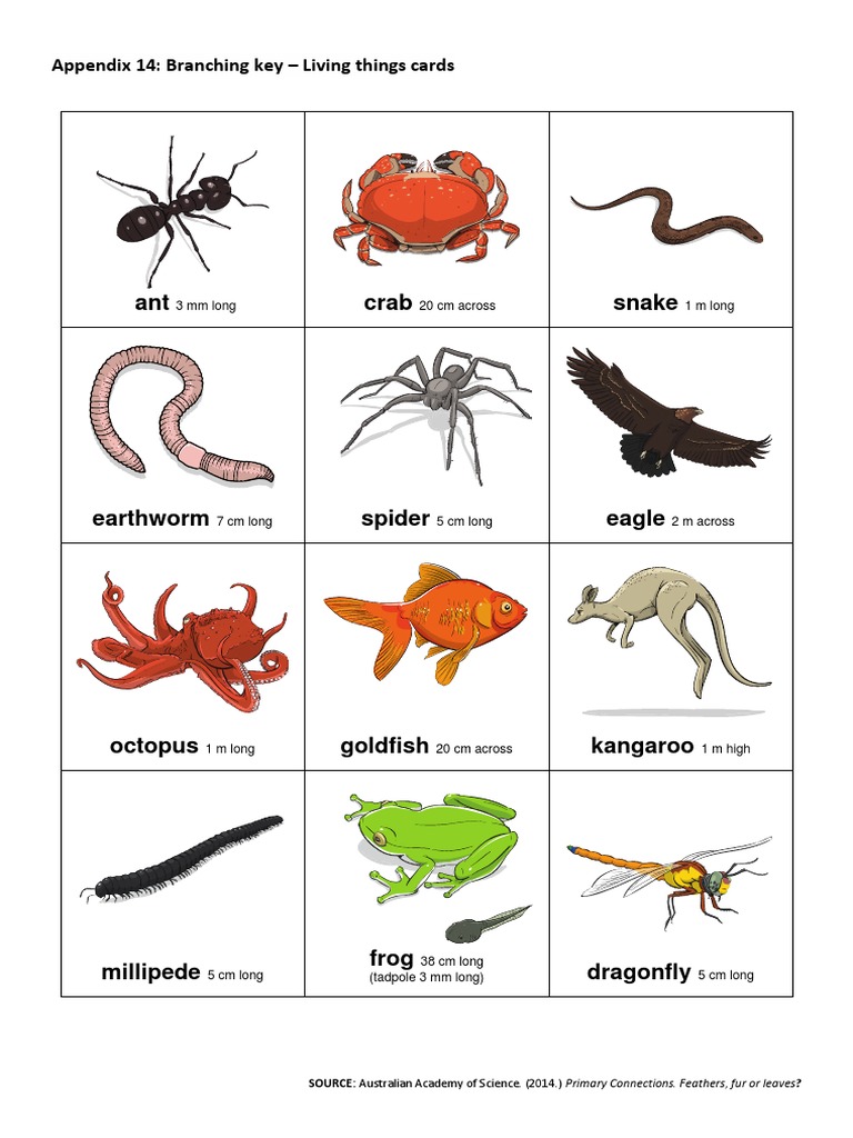 14 Branching Key Cards - Appendix 14 | PDF | Home & Garden