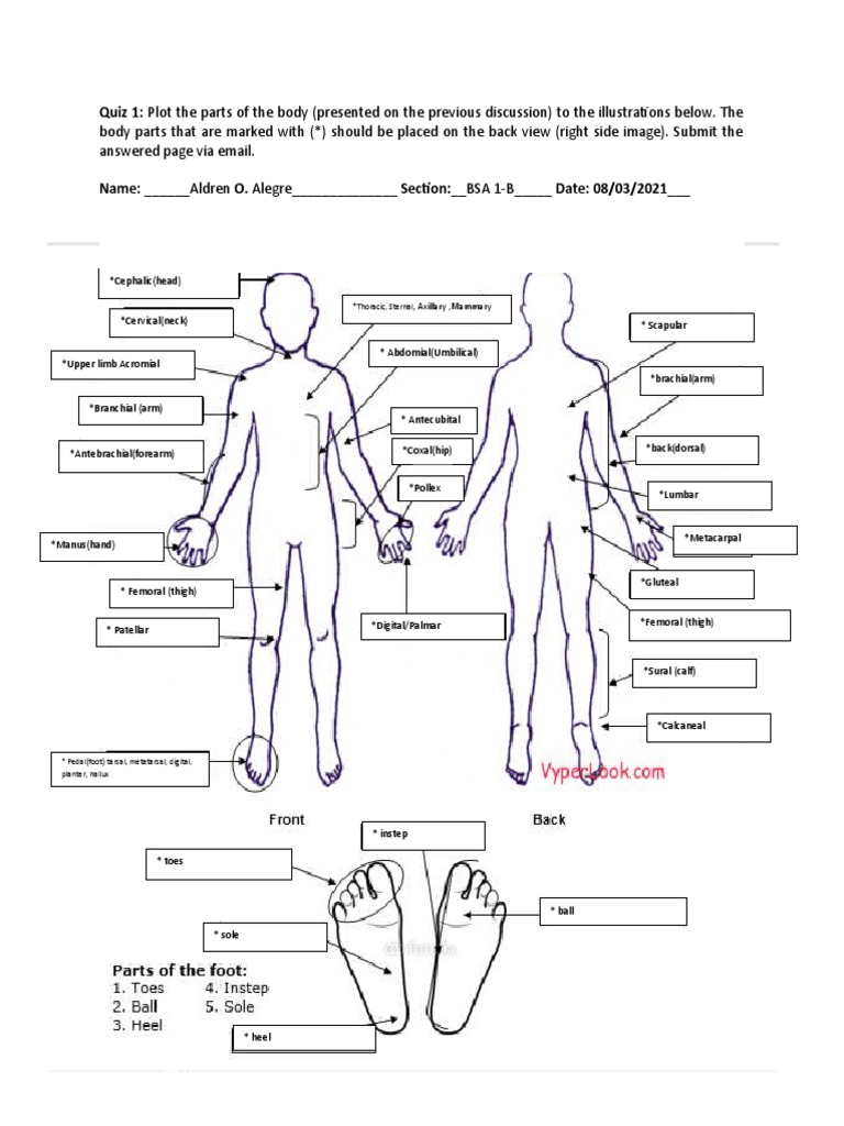 Body Parts Quiz and Illustration Task | PDF | Foot | Toe