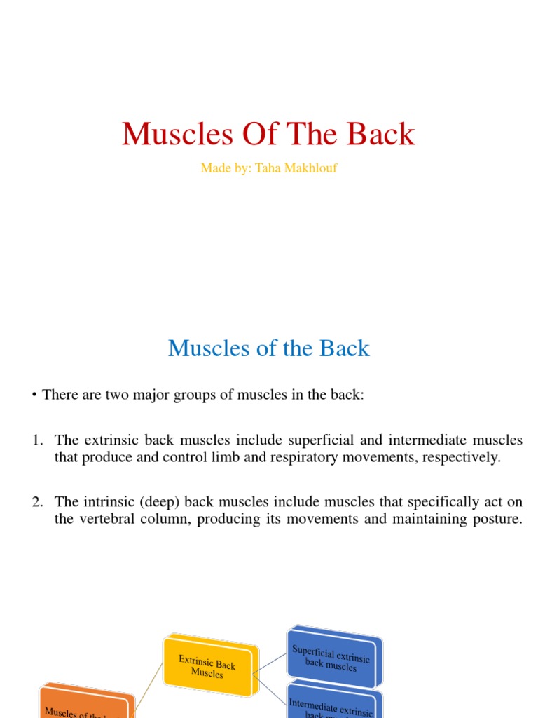 Muscles of The Back | PDF | Vertebra | Vertebral Column