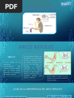 Esquema del Arco Reflejo | PDF