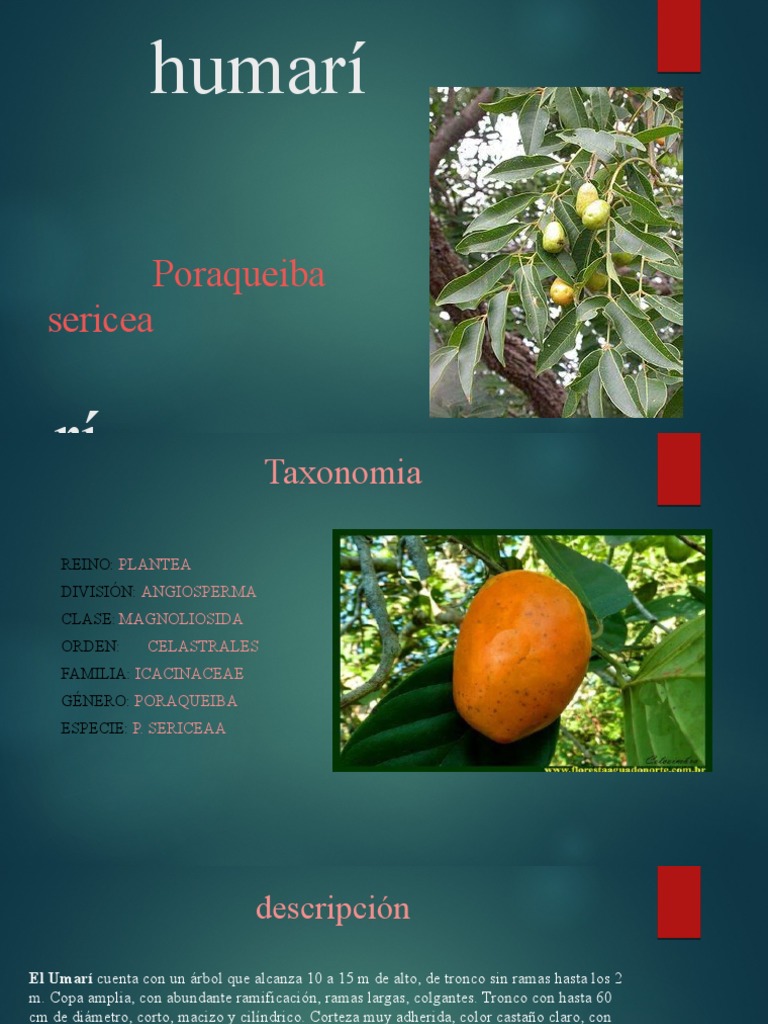 Exposición Del Umarí | PDF | Plantas | Botánica