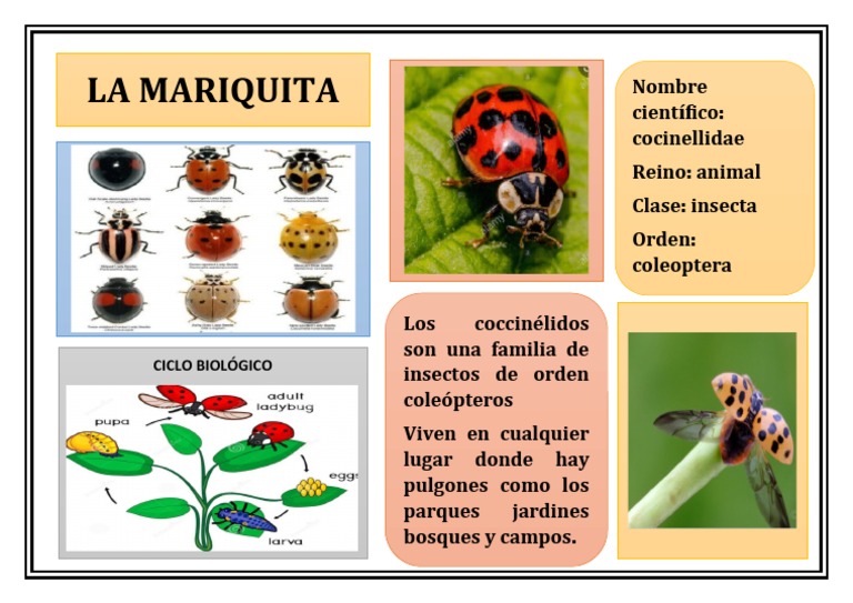 Ciclo de Vida de la Mariquita | PDF | Hogar, jardinería y bricolaje ...