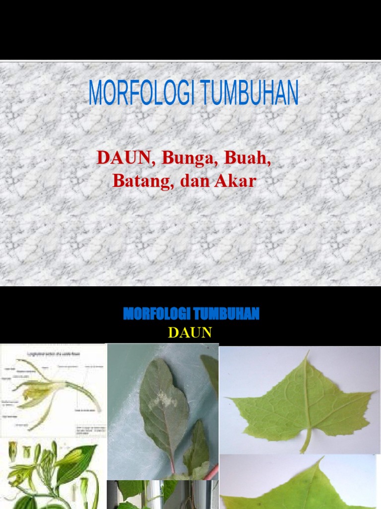 10 Morfologi Daun | PDF