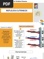 Reflejo Cremasterico | PDF