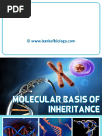 Rosie The Transgenic Cow | PDF