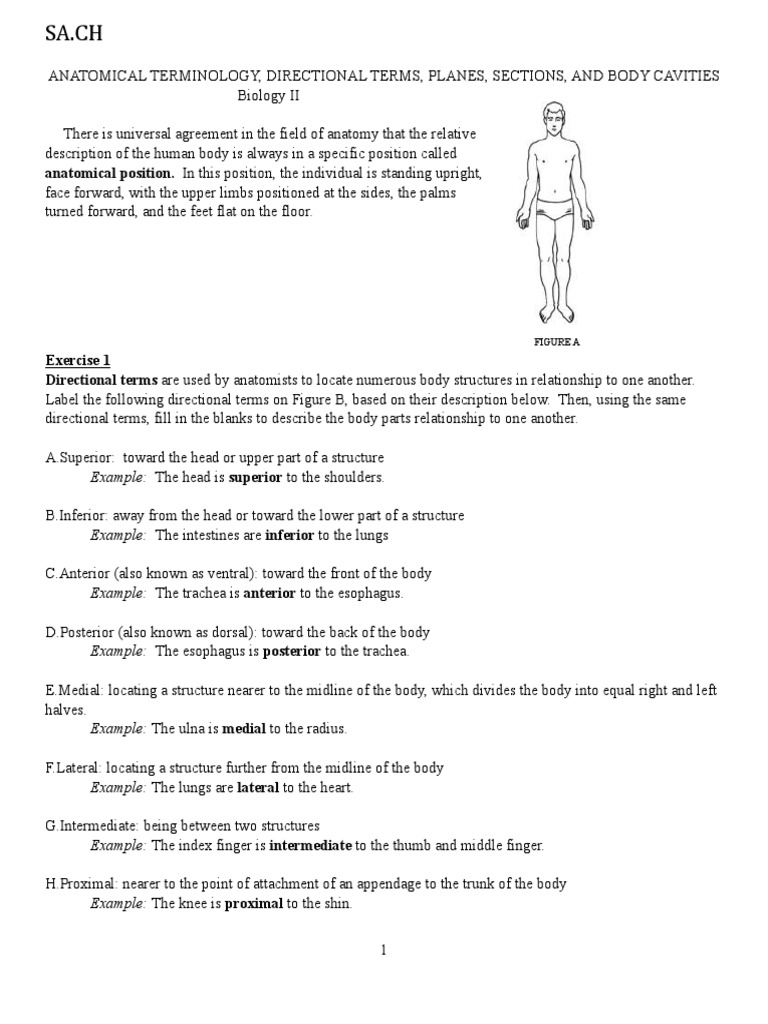 Planes Of The Body Worksheet