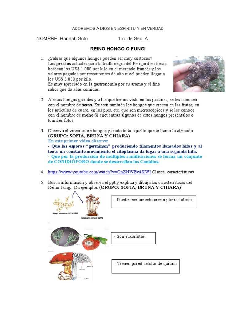 Reino Fungi | PDF | Hongo | Organismos