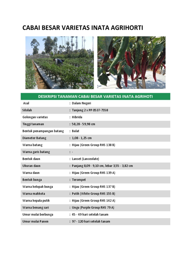 Cabai Besar Varietas Inata Agrihorti | PDF