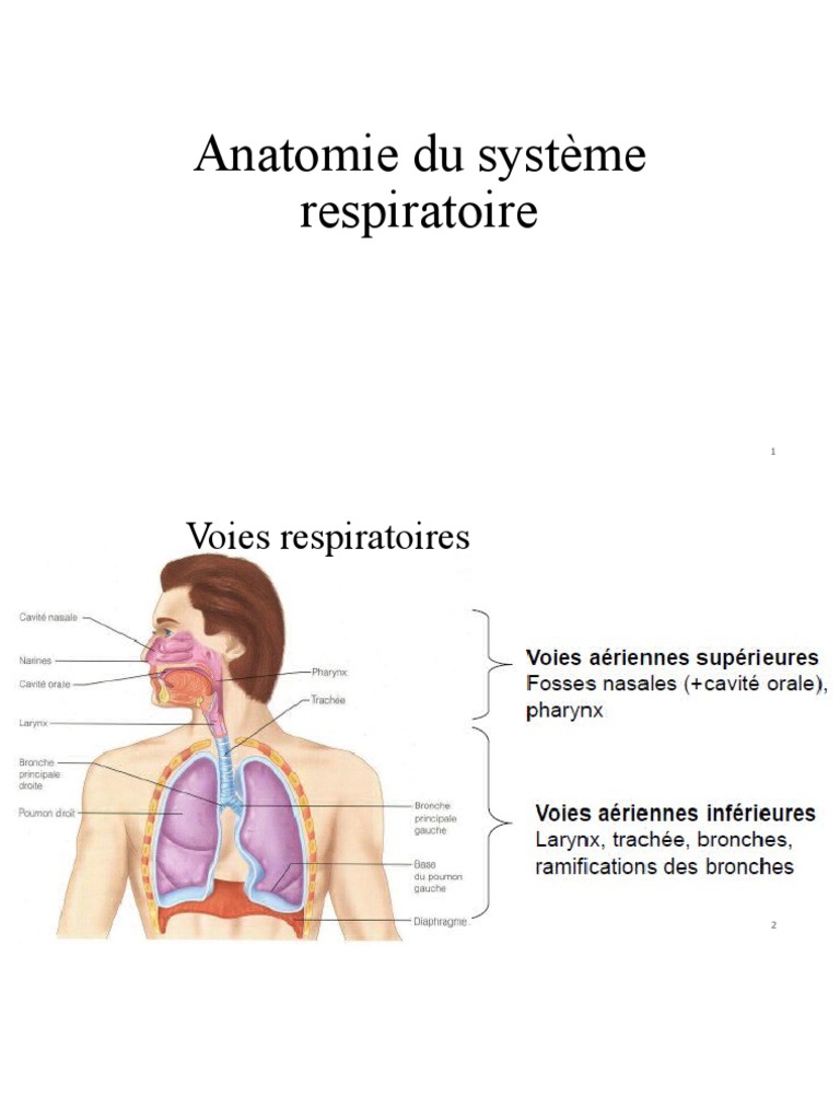 Anatomie Du Système Respiratoire Tableaux 2 | PDF | Poumon | Thorax