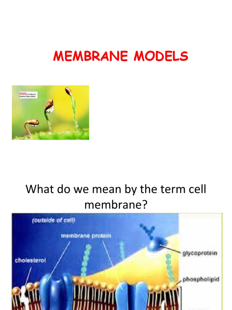 Models of Plasmamembrane | PDF | Cell Membrane | Cell (Biology)