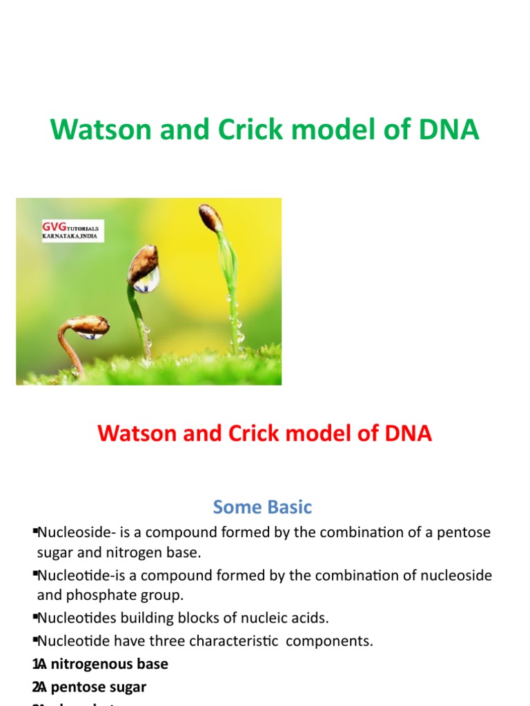 Watson-Crick DNA Model Explained | PDF | Dna | Nucleic Acid Double Helix