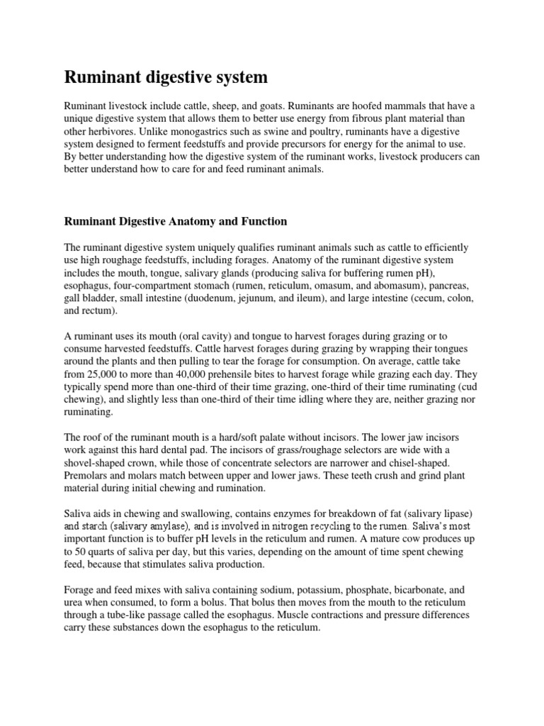 Ruminant Digestive System Overview | PDF | Ruminant | Digestion