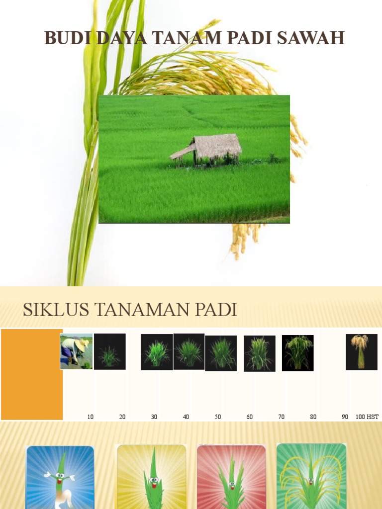 2 - Budidaya Padi Sawah | PDF