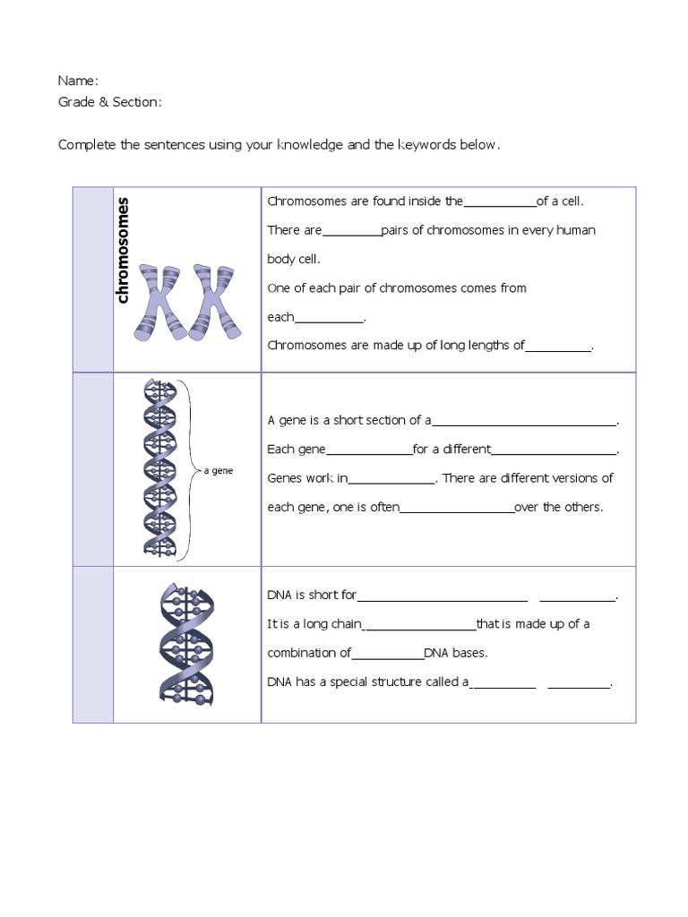 Scie9 Activity From Genes To Chromosomes | PDF | Gene | Dna