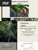 Rainforest Layers and Wildlife Guide | PDF | Rainforest | Canopy (Biology)