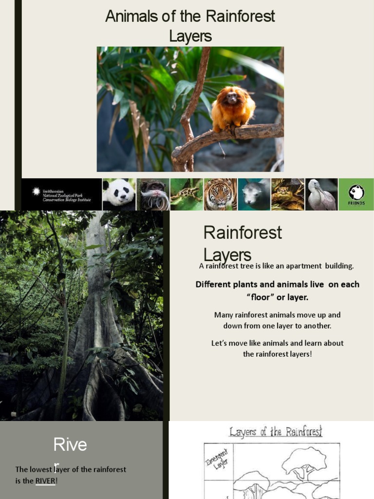Rainforest Layers and Their Animals | PDF | Home & Garden