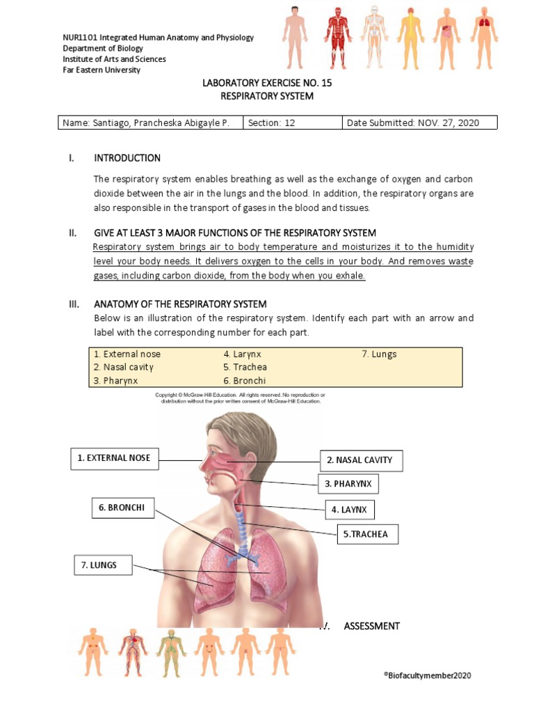 Lab Exercise15 Respiratory System | PDF | Respiratory System | Lung