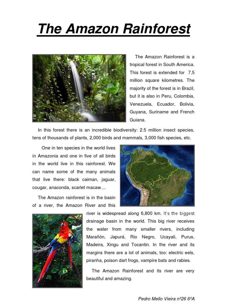 Amazon Rainforest: Biodiversity Hub | PDF