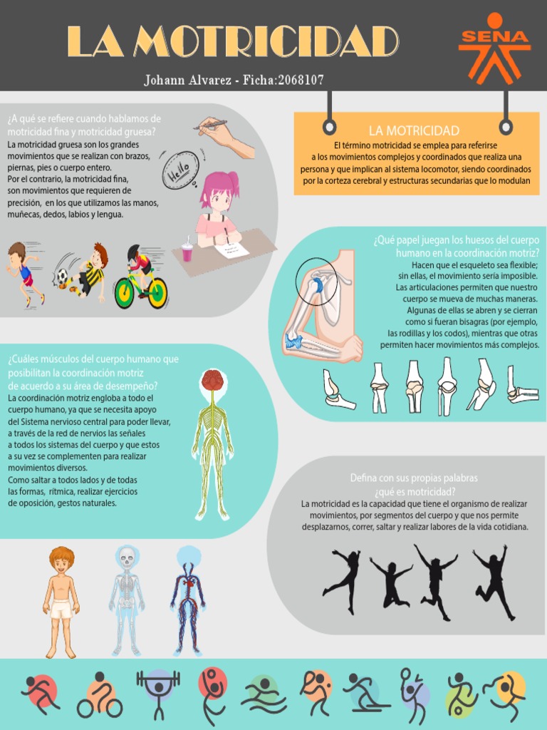 La importancia de la motricidad fina y gruesa | PDF | Anatomía ...