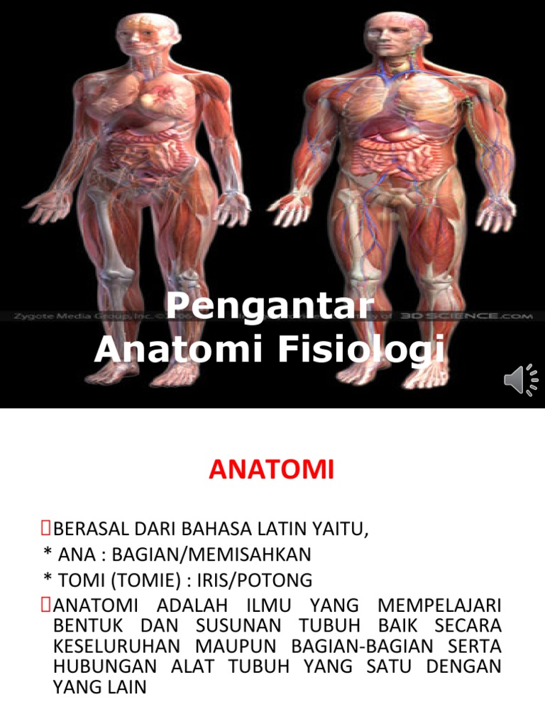 Pengantar Anatomi dan Fisiologi Manusia | PDF