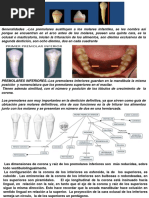 Primer Premolar Inferior | PDF | Anatomia dental