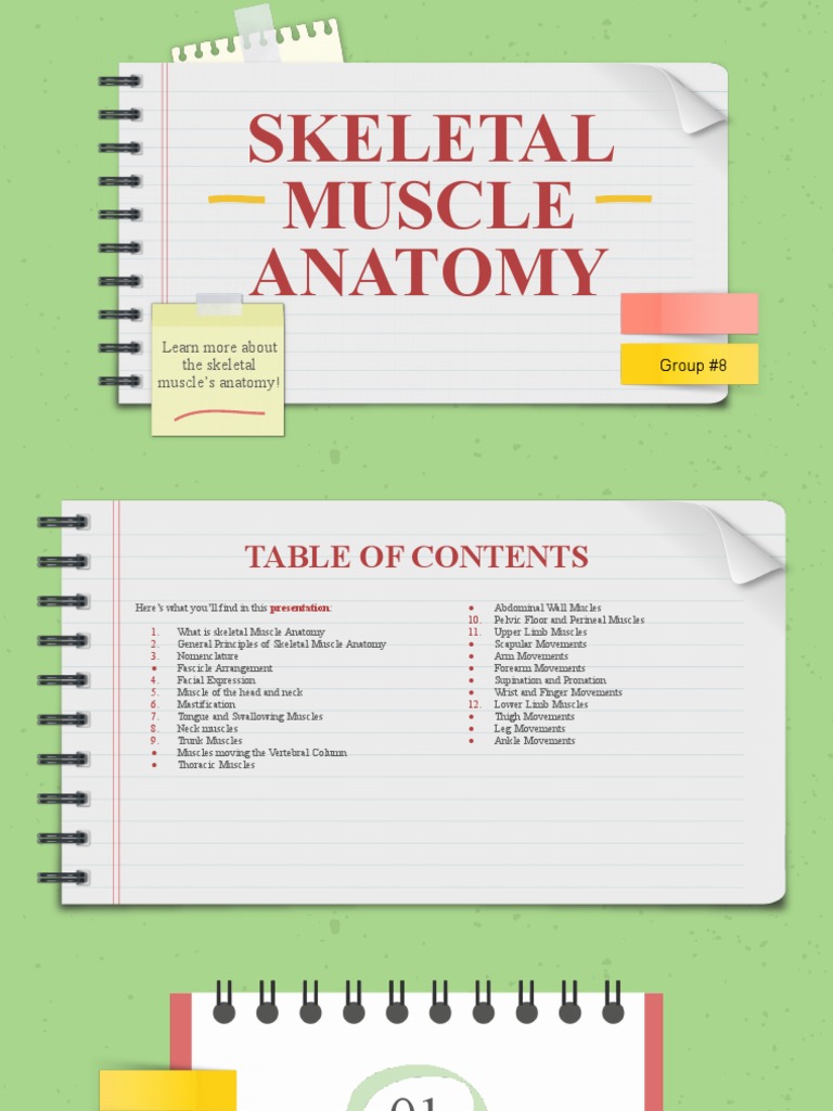 Skeletal Muscle Anatomy Overview | PDF | Human Leg | Anatomical Terms ...