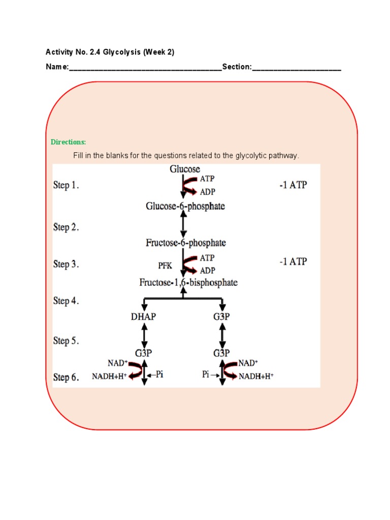 Glycolysis Activity Worksheet | PDF