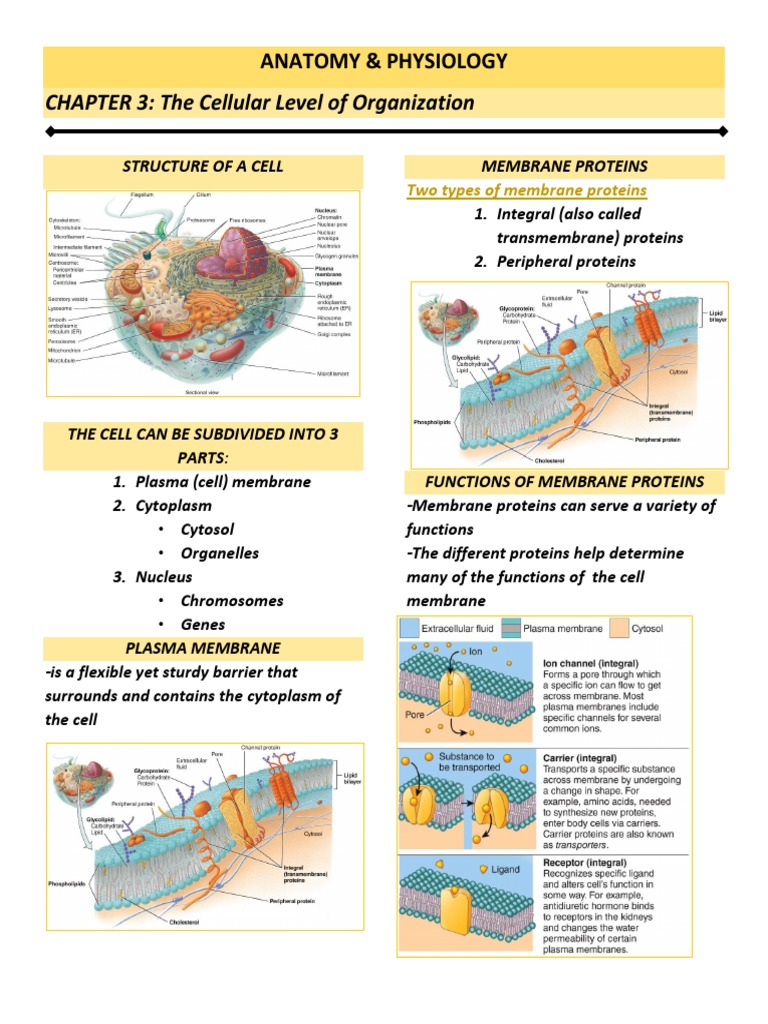 Anaphy Chapter 3 by Gette | PDF | Mitosis | Cell Membrane
