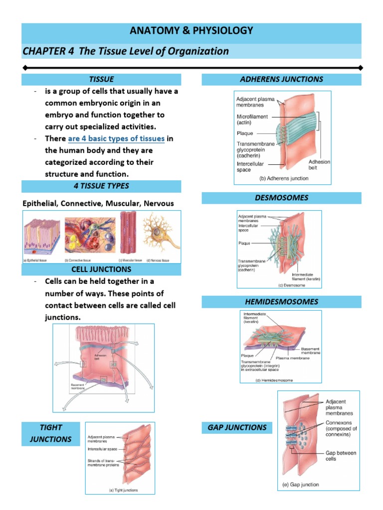 Anaphy Chapter 4 by Gette | PDF | Epithelium | Tissue (Biology)