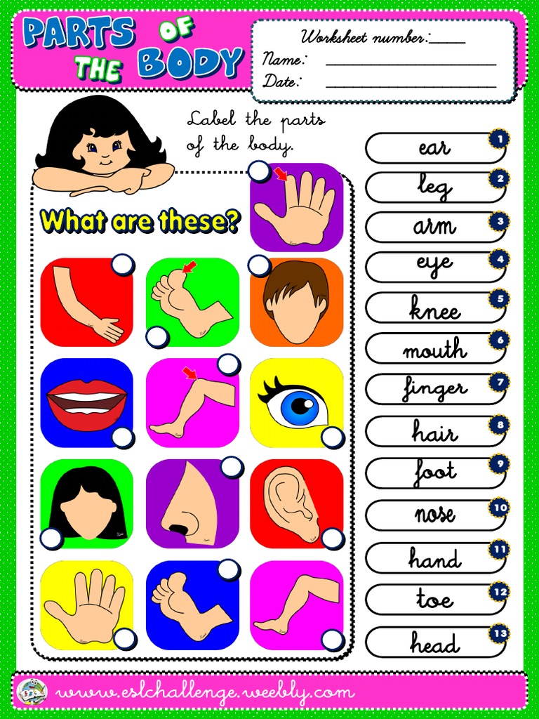 Label The Parts of The Body.: Worksheet Number: - Name: - Date | PDF