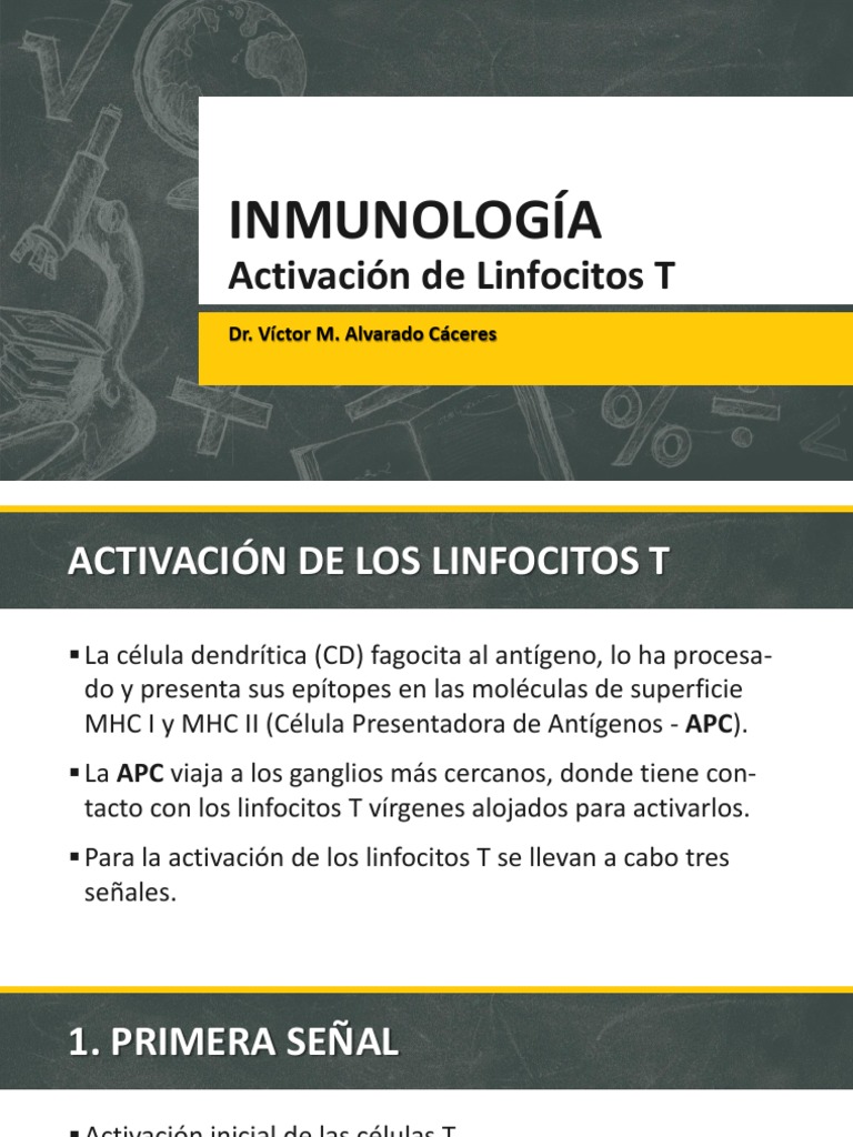 Clase 006 Inmunologia Activación Linfocitos T Pdf Célula T T