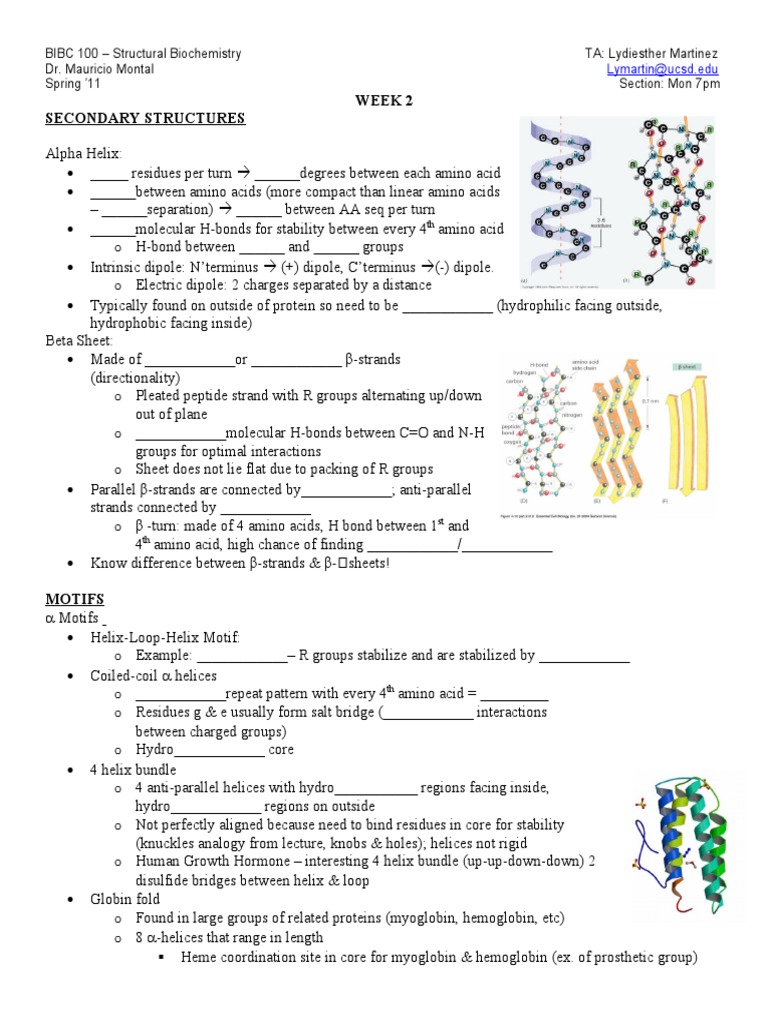 BIBC 100 Handout 2 | PDF | Beta Sheet | Alpha Helix