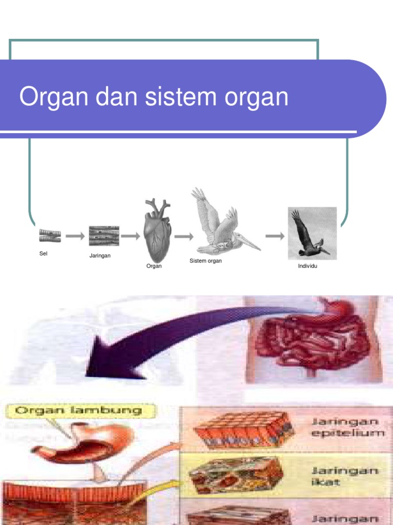 Organ Dan Sistem Organ | PDF | Kesehatan Holistik | Sains & Matematika