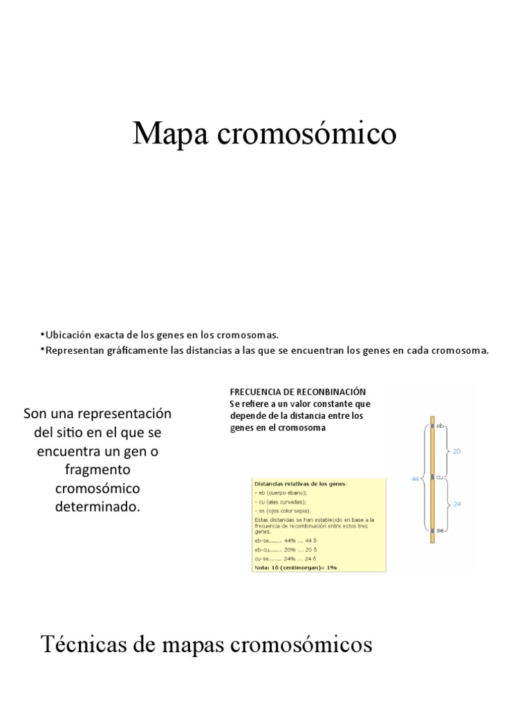 Mapa Cromosómico y Técnicas de Hibridación | PDF