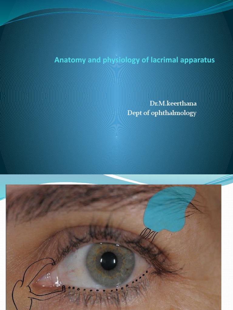 Anatomy of the Lacrimal Apparatus | PDF | Anatomy | Human Anatomy