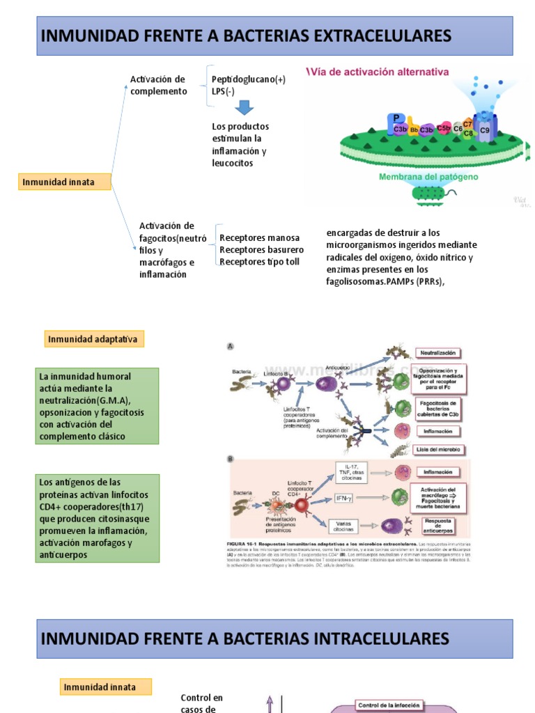 Mecanismos de la inmunidad innata y adaptativa frente a bacterias extracelulares e ...