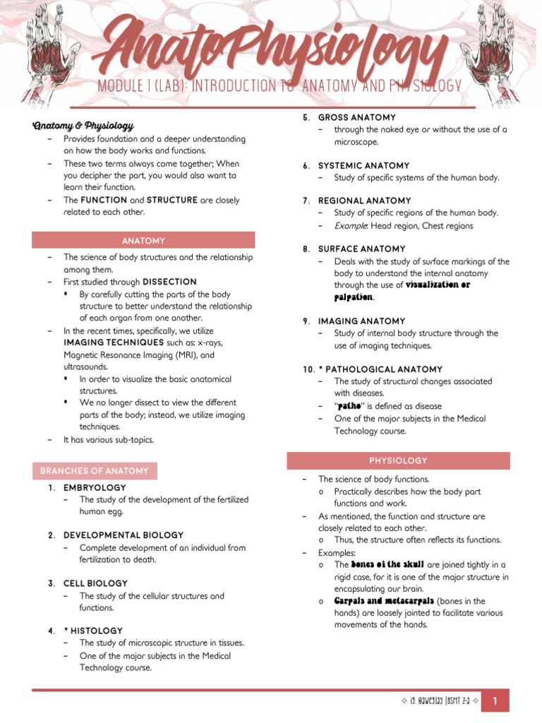 Gross Anatomy: Example | PDF | Human Body | Homeostasis