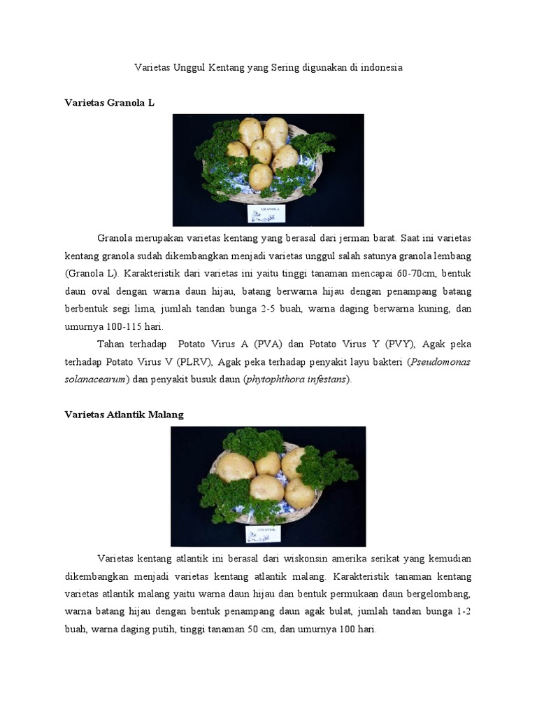 Varietas Kentang | PDF